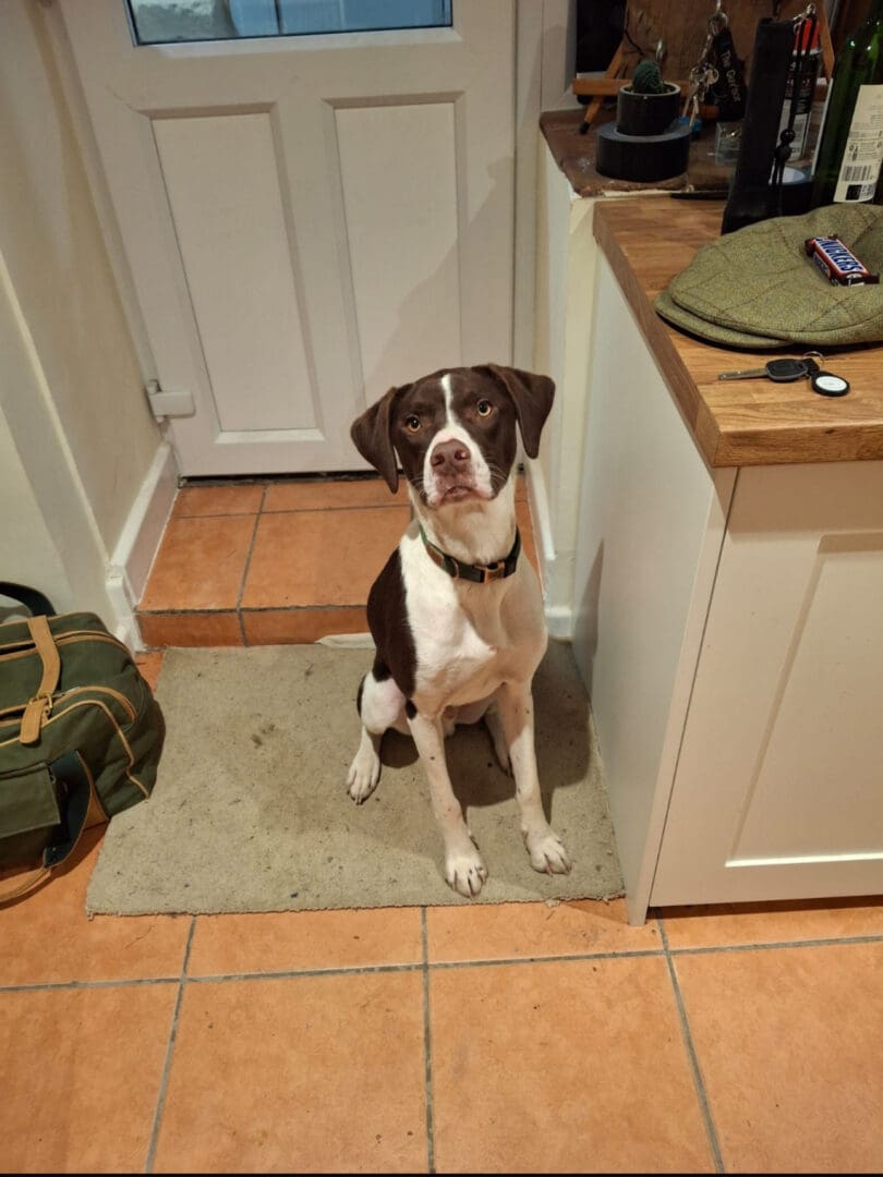 Rufus | Pointer Rescue Service