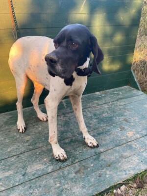 Pointer Rescue Service - Dog Adoption Charity UK