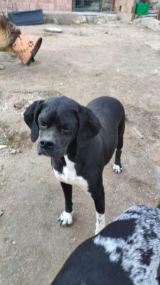 Pointer Rescue Service - Dog Adoption Charity UK