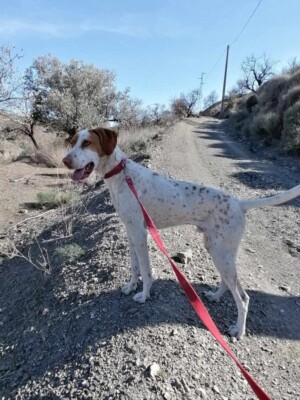 Pointer Rescue Service - Dog Adoption Charity UK