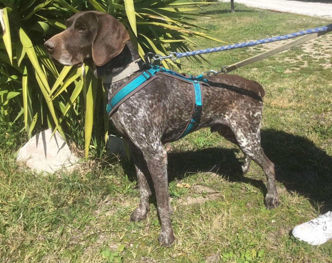 Meet Bravo – A Survivor with a Heart as Big as His Paws! | Pointer Rescue Service