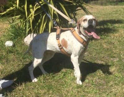 Pointer Rescue Service - Dog Adoption Charity UK