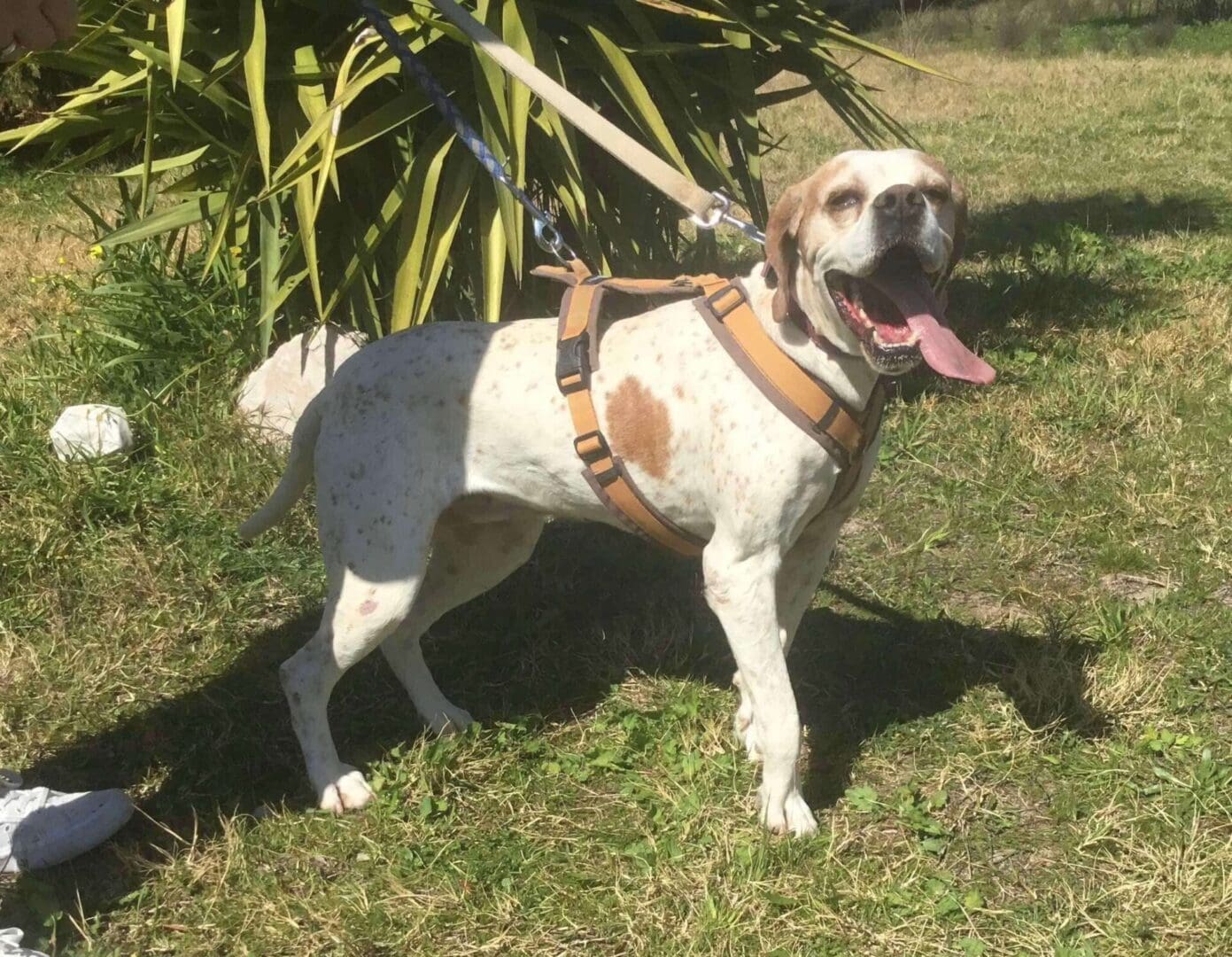 Meet Foxtrot/ Rosie – The Adventure-Seeker with a Heart of Gold ...