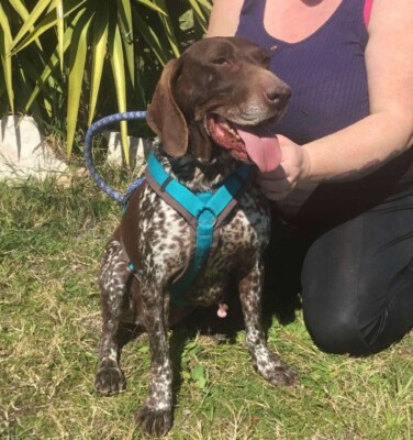 Pointer Dog Rescue, Adoption & Homing Charity | Pointer Rescue UK