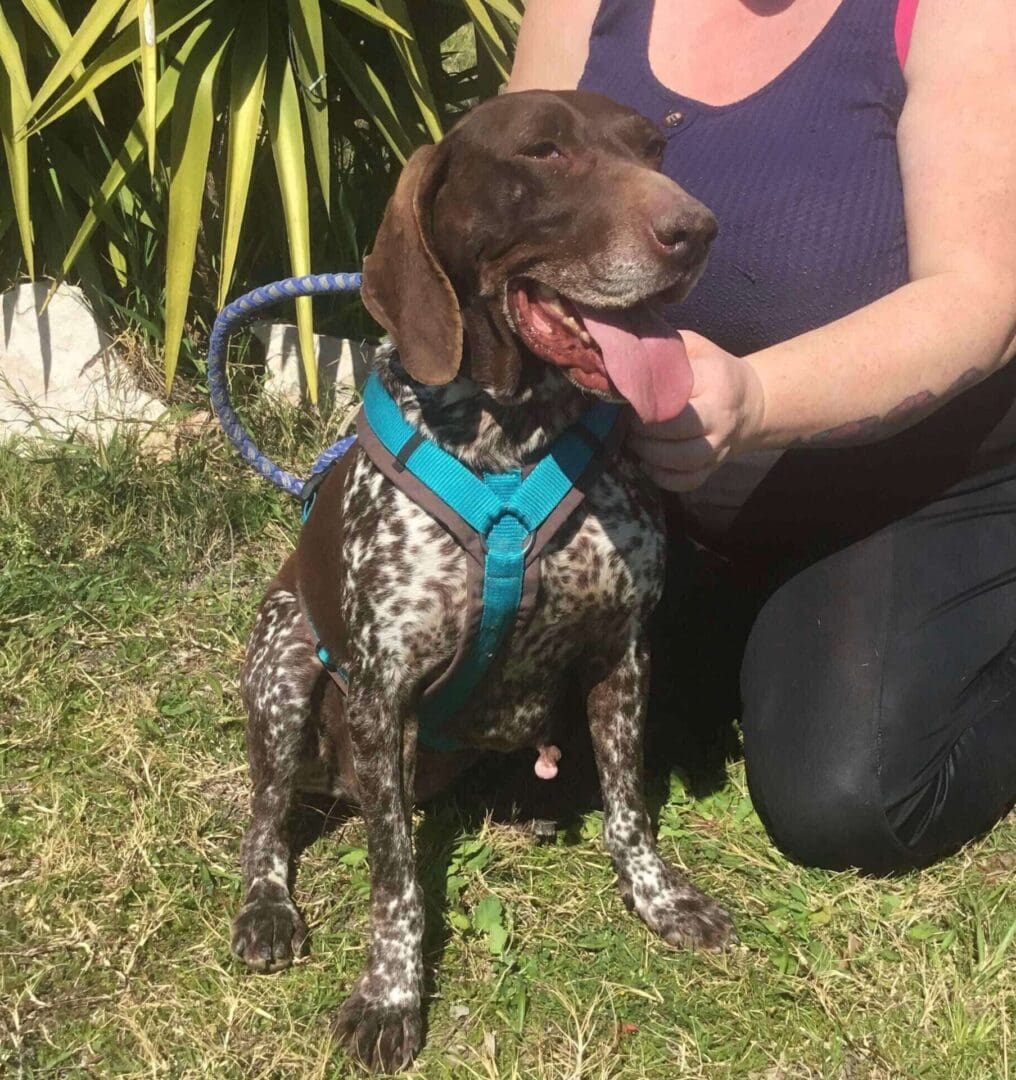 Meet Brava – A Survivor with a Heart as Big as her Spirit! | Pointer ...