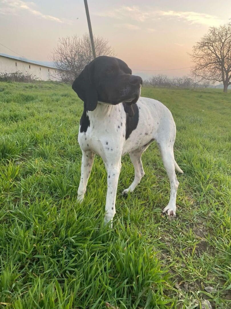 Apollo | Pointer Rescue Service