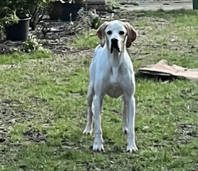 Pointer Rescue Service - Dog Adoption Charity UK