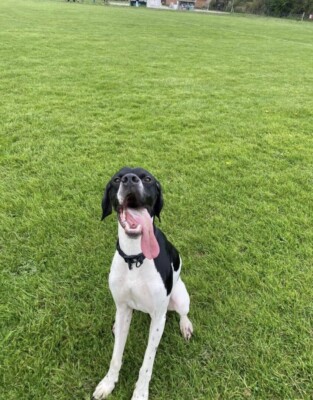 Pointer Rescue Service - Dog Adoption Charity UK