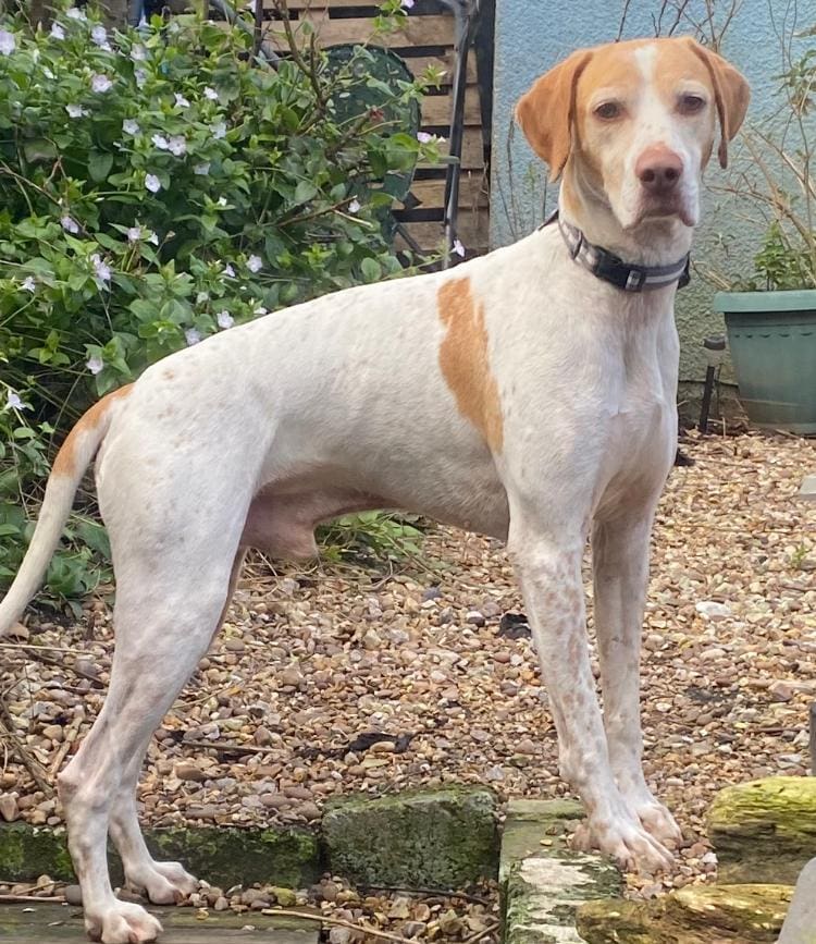 Romeo | Pointer Rescue Service
