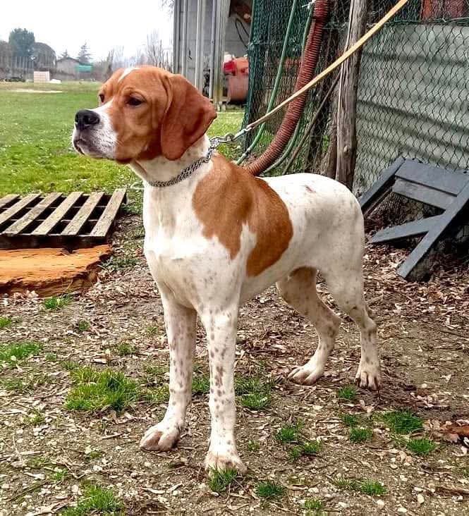 KIM - A Joyful Special Pupster | Pointer Rescue Service