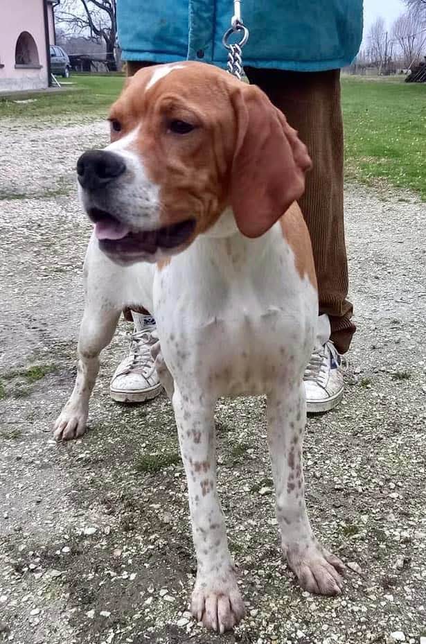 KIM - A Joyful Special Pupster | Pointer Rescue Service