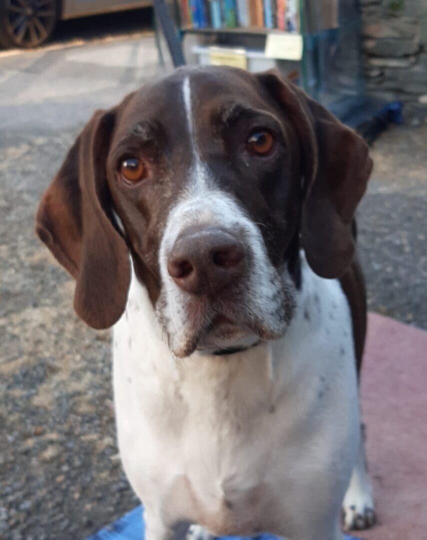 Sweet Soul Zoe From The UK | Pointer Rescue Service