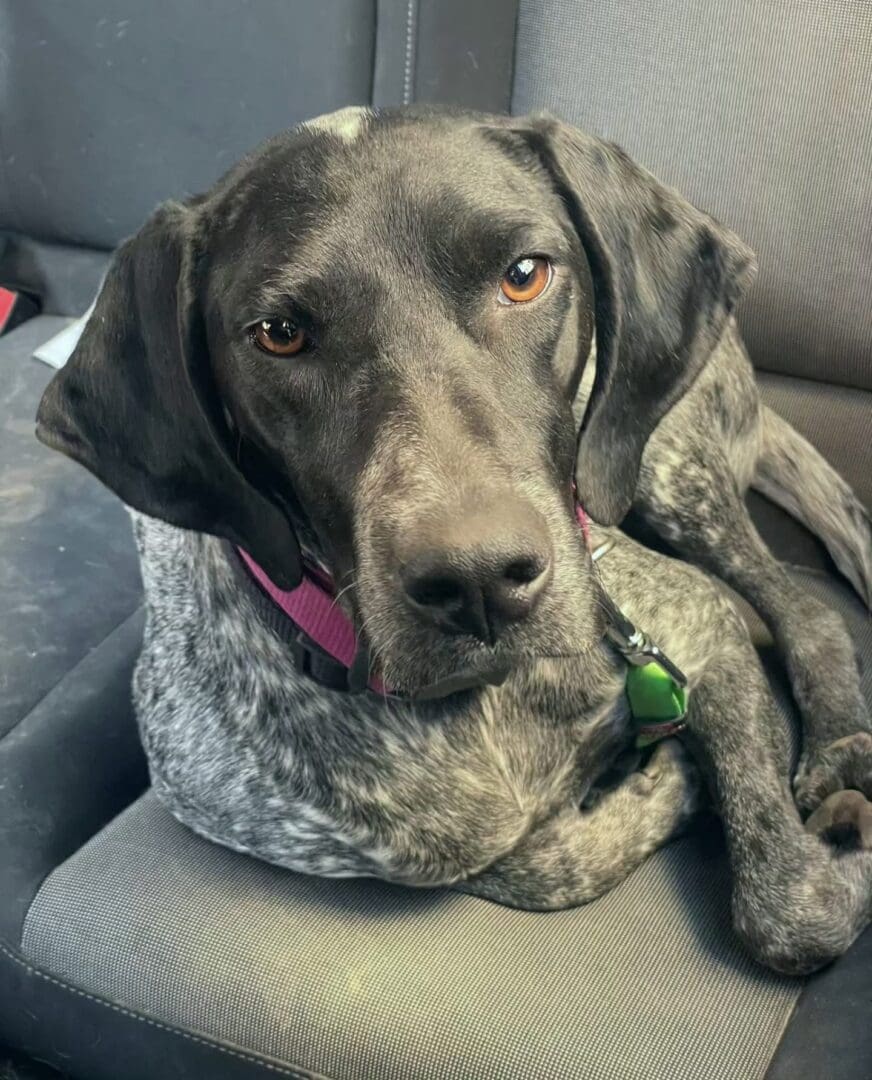 From Lost to Loved – Kiara’s Journey, in Her Own Words | Pointer Rescue Service