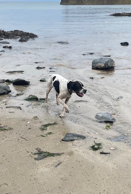 Brian The Brave - UK KC Registered | Pointer Rescue Service