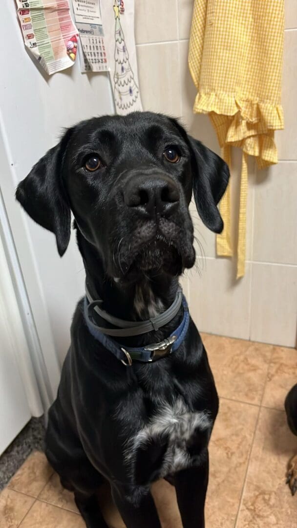 Fenrir - Sweet Smart Boy - Full of Love. | Pointer Rescue Service