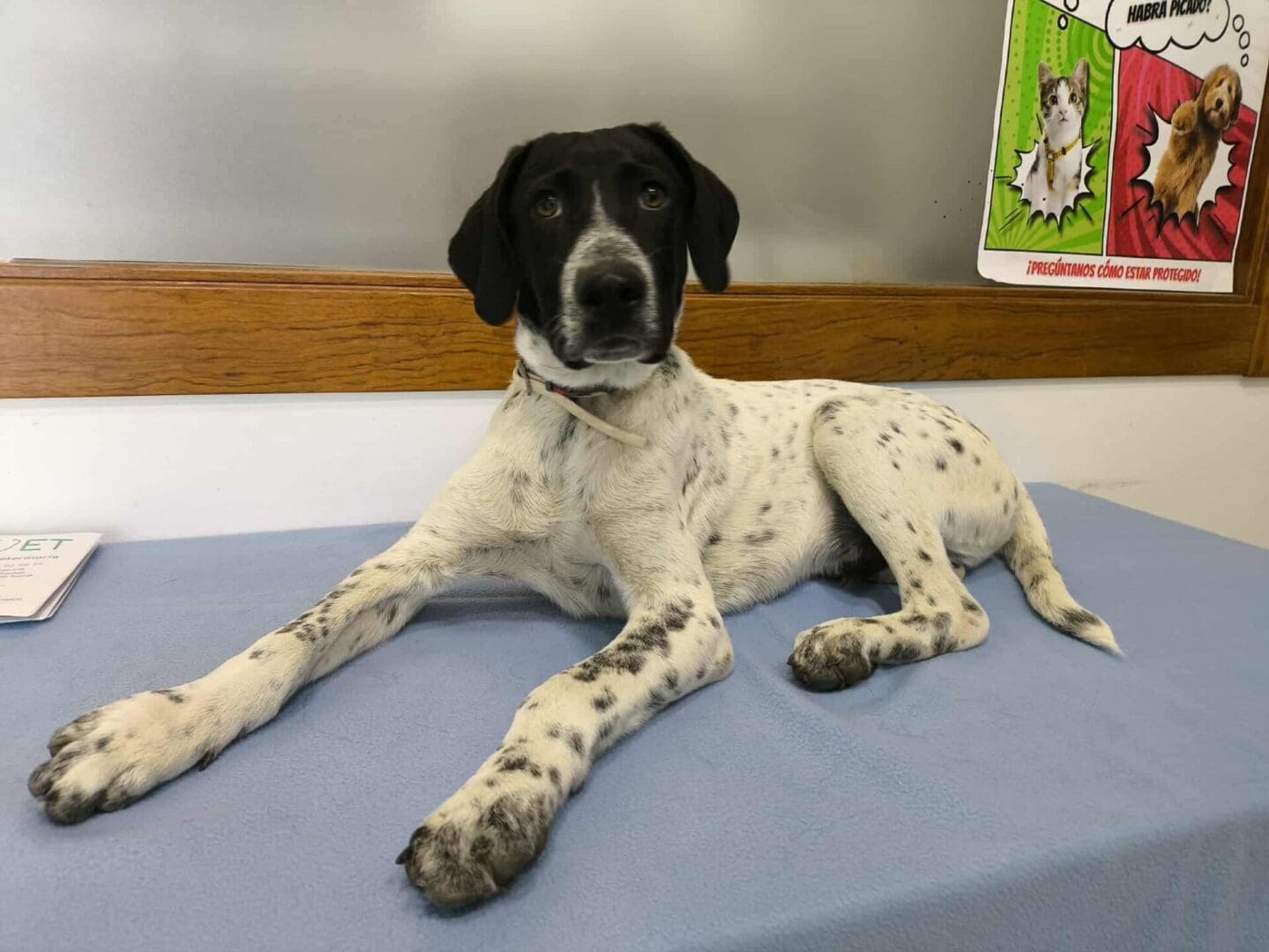 Little Benton ... Cute Alert with big paws! | Pointer Rescue Service