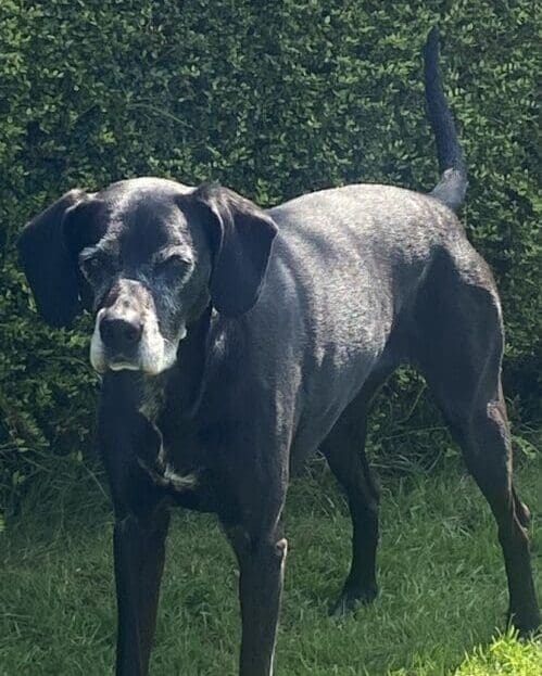 Beautiful Bella - A Special Case | Pointer Rescue Service