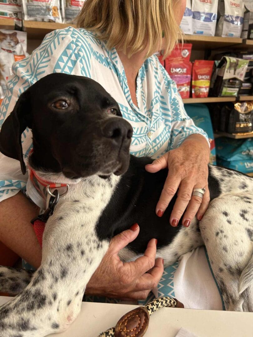 Moo – Your Pocket Pointer with the Biggest Heart | Pointer Rescue Service