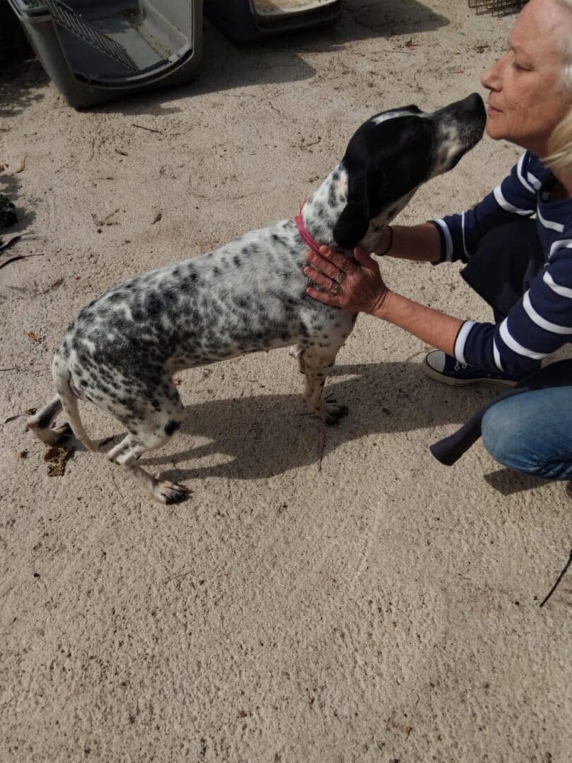 Babe/ Penny | Pointer Rescue Service