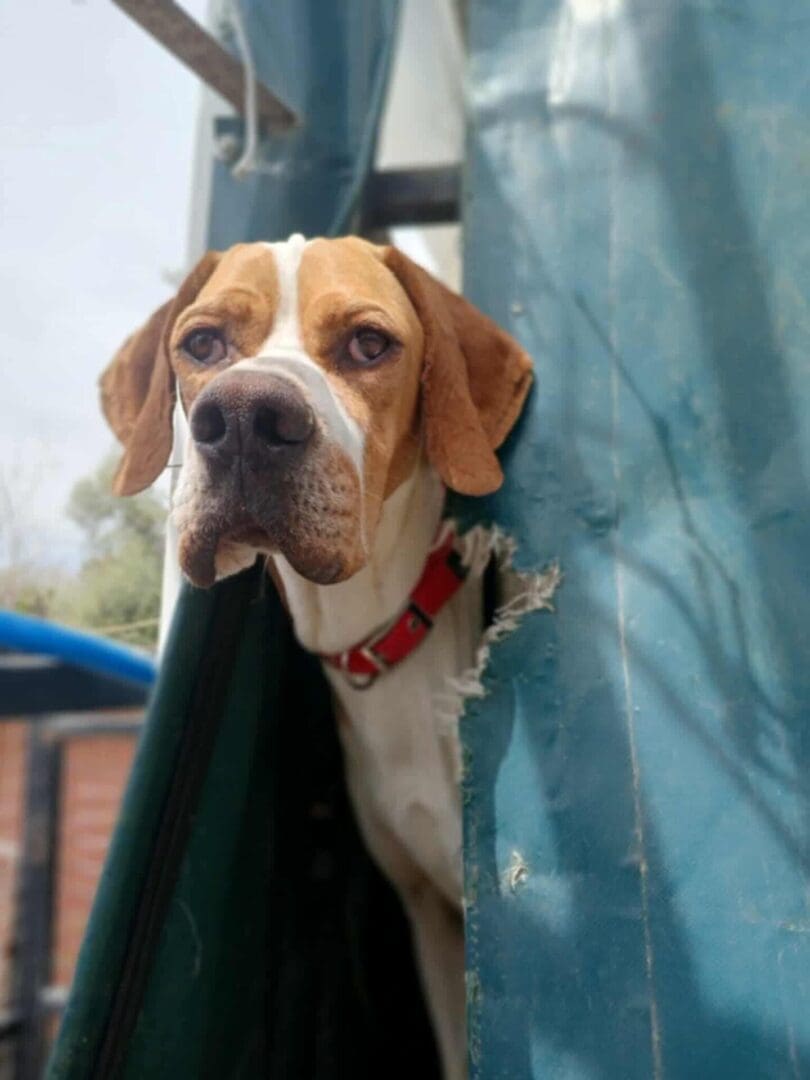 Kylie | Pointer Rescue Service