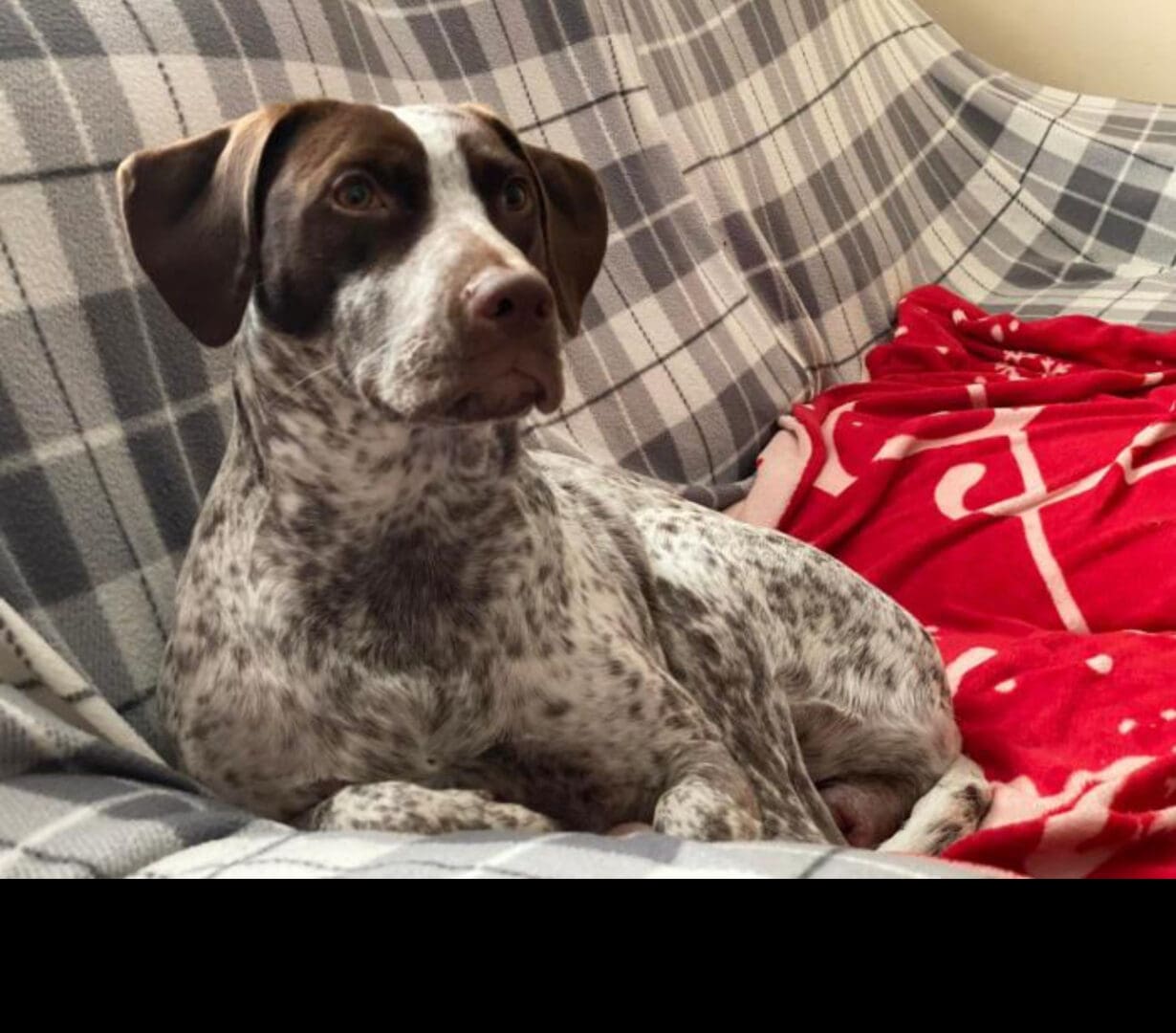 Lola | Pointer Rescue Service