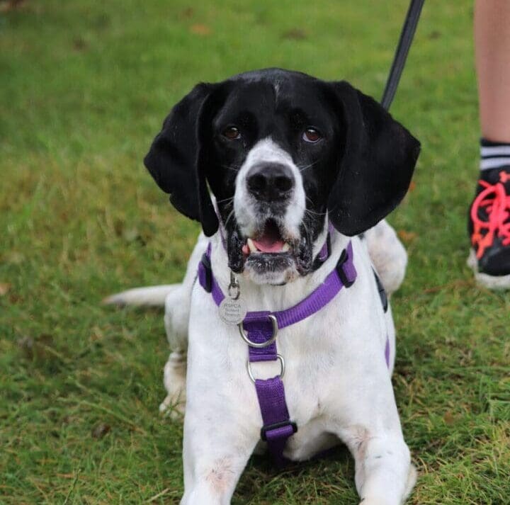 Bruno | Pointer Rescue Service