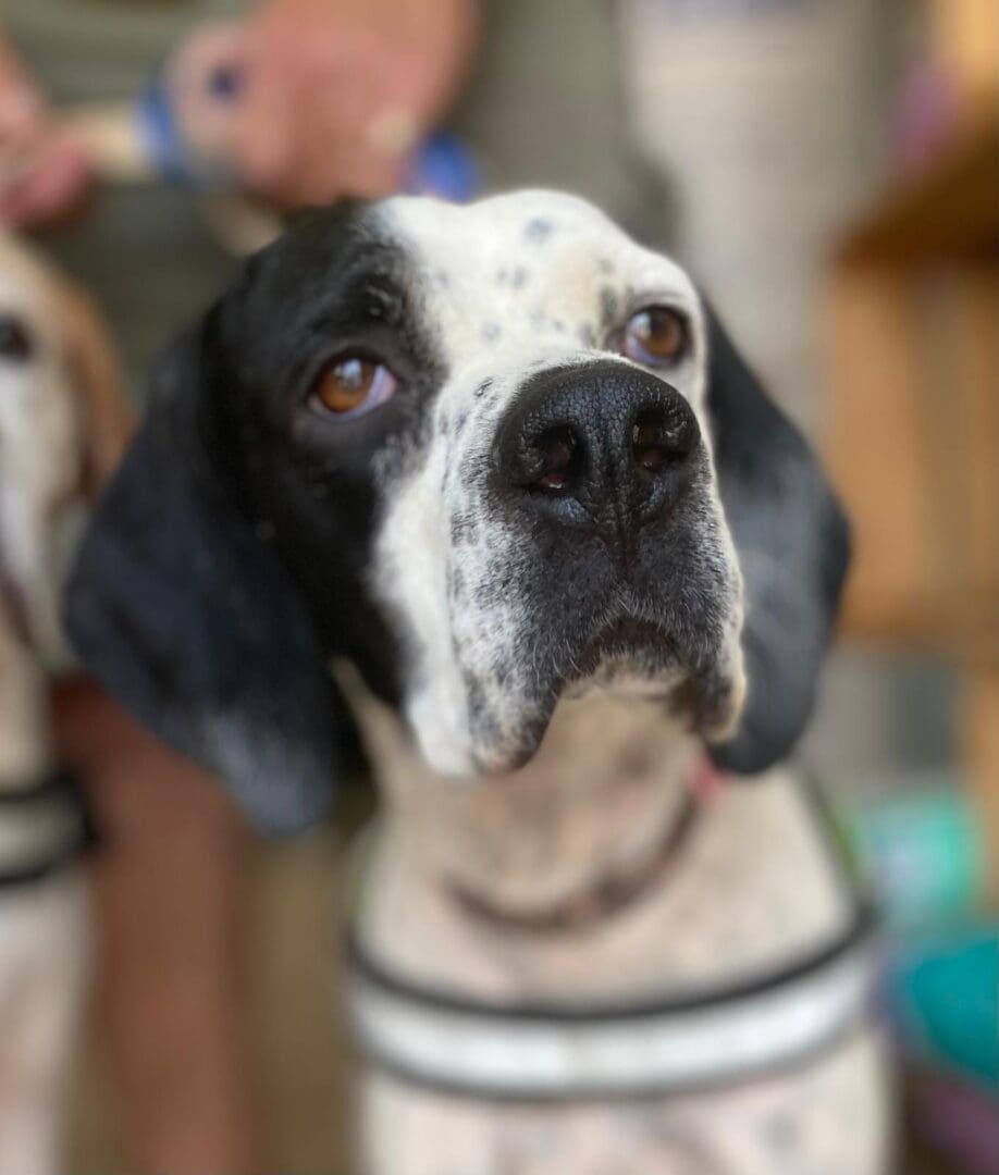 Elsa | Pointer Rescue Service