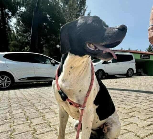 Anna | Pointer Rescue Service