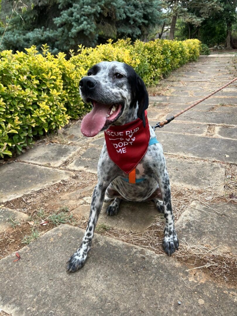 Petra | Pointer Rescue Service