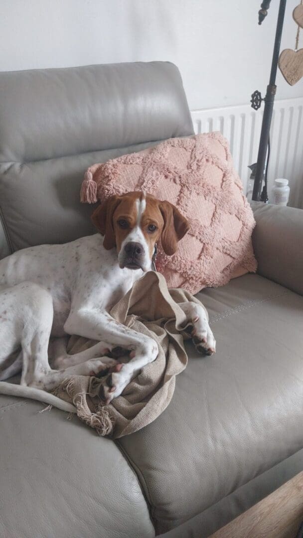 Chablis - Chief Explorer | Pointer Rescue Service