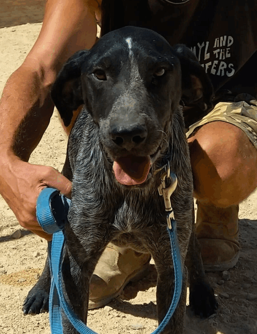 Butler | Pointer Rescue Service