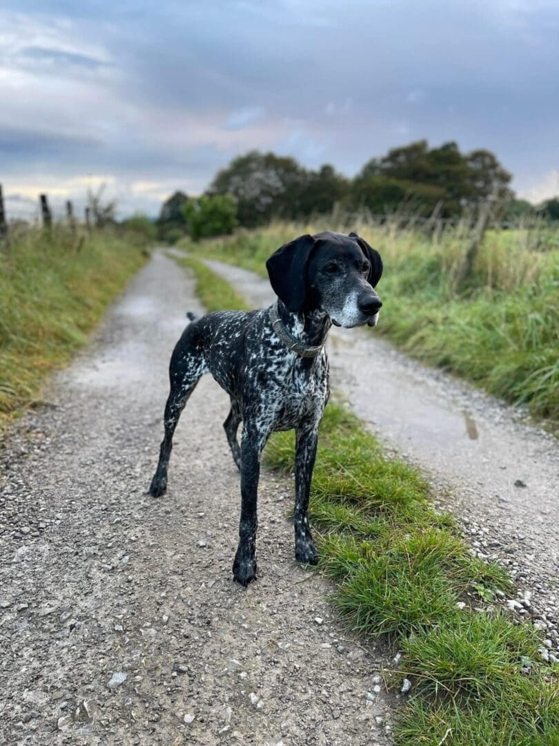 Archie | Pointer Rescue Service