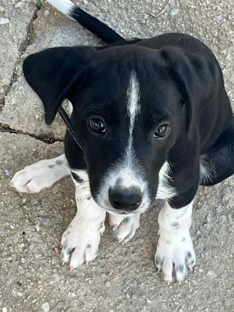 Scout | Pointer Rescue Service