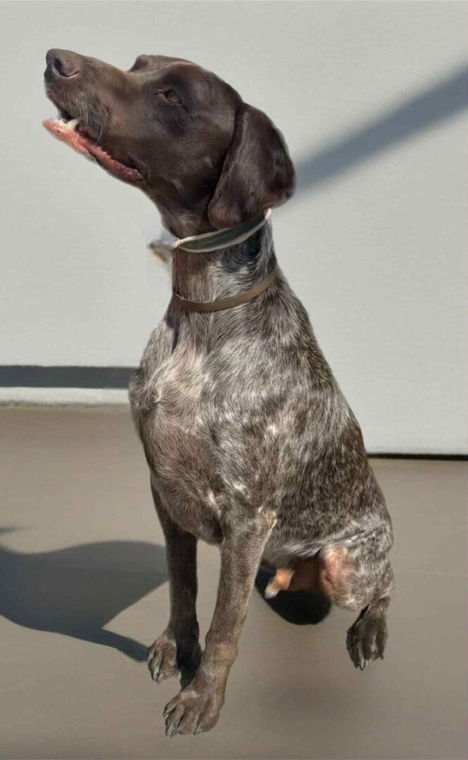 Deni | Pointer Rescue Service