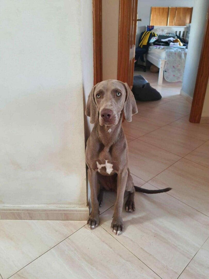 Bella | Pointer Rescue Service