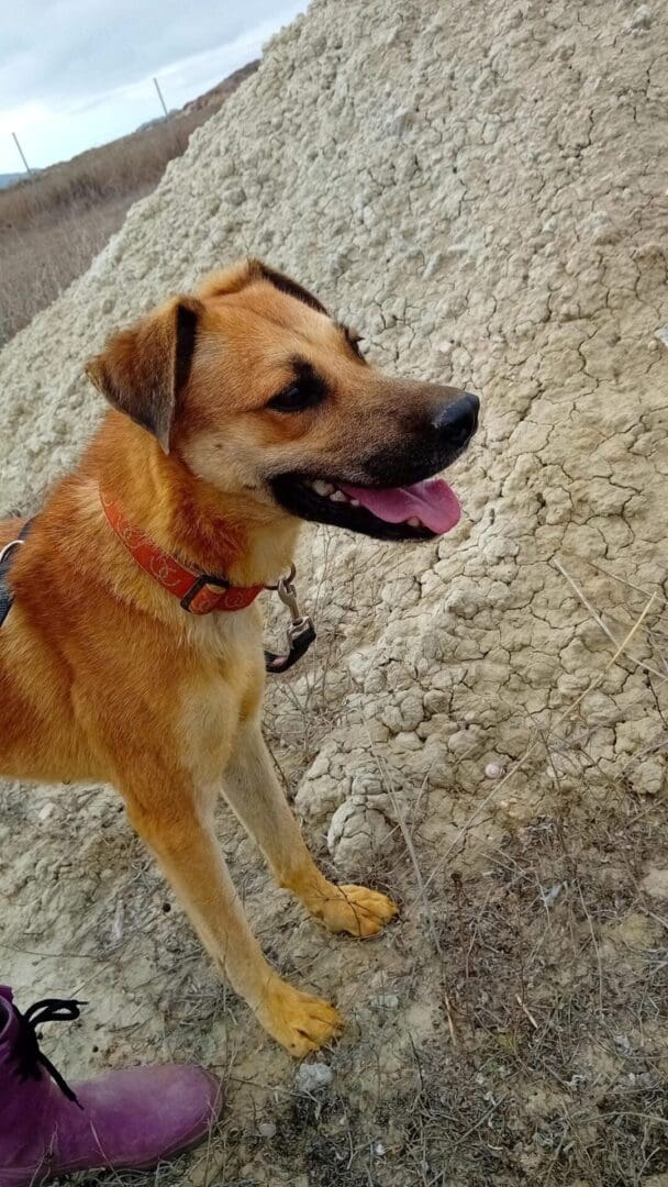 Ella | Pointer Rescue Service