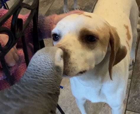 Jack | Pointer Rescue Service